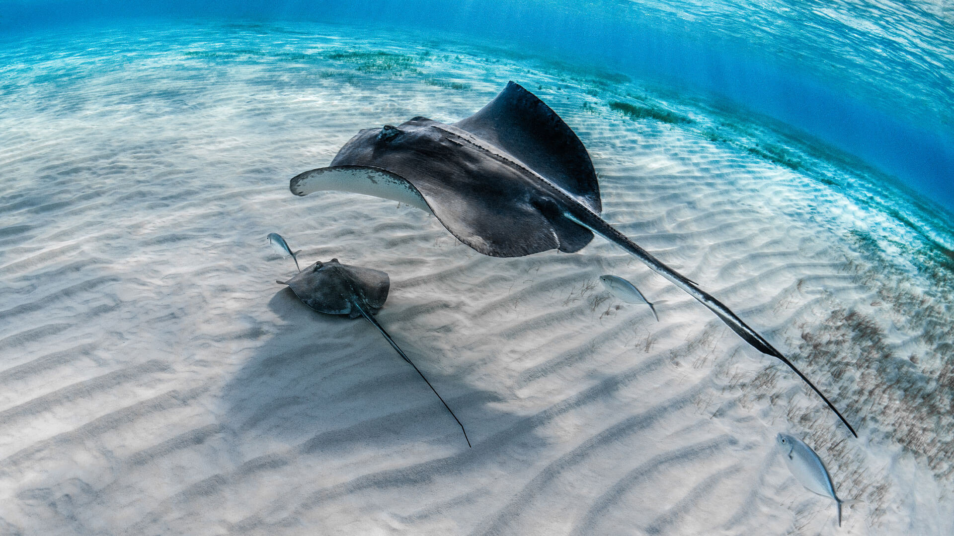 Discovering the Marine Life of Doha’s Waters - dohadivers