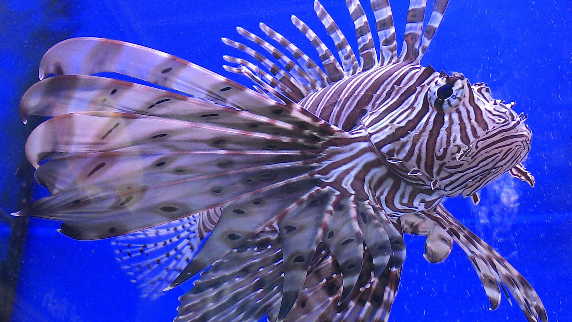 Discovering the Marine Life of Doha’s Waters - dohadivers